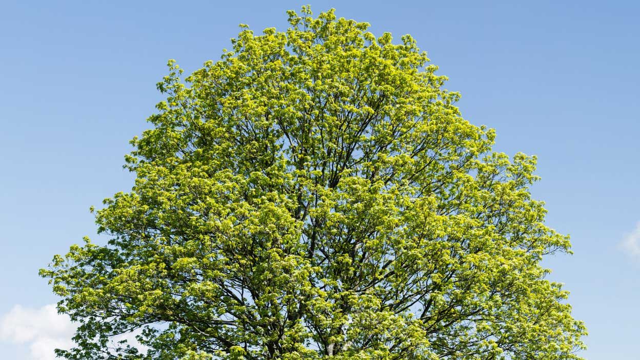 IM Risk Generator (IMRG) | Acadia | LSEG